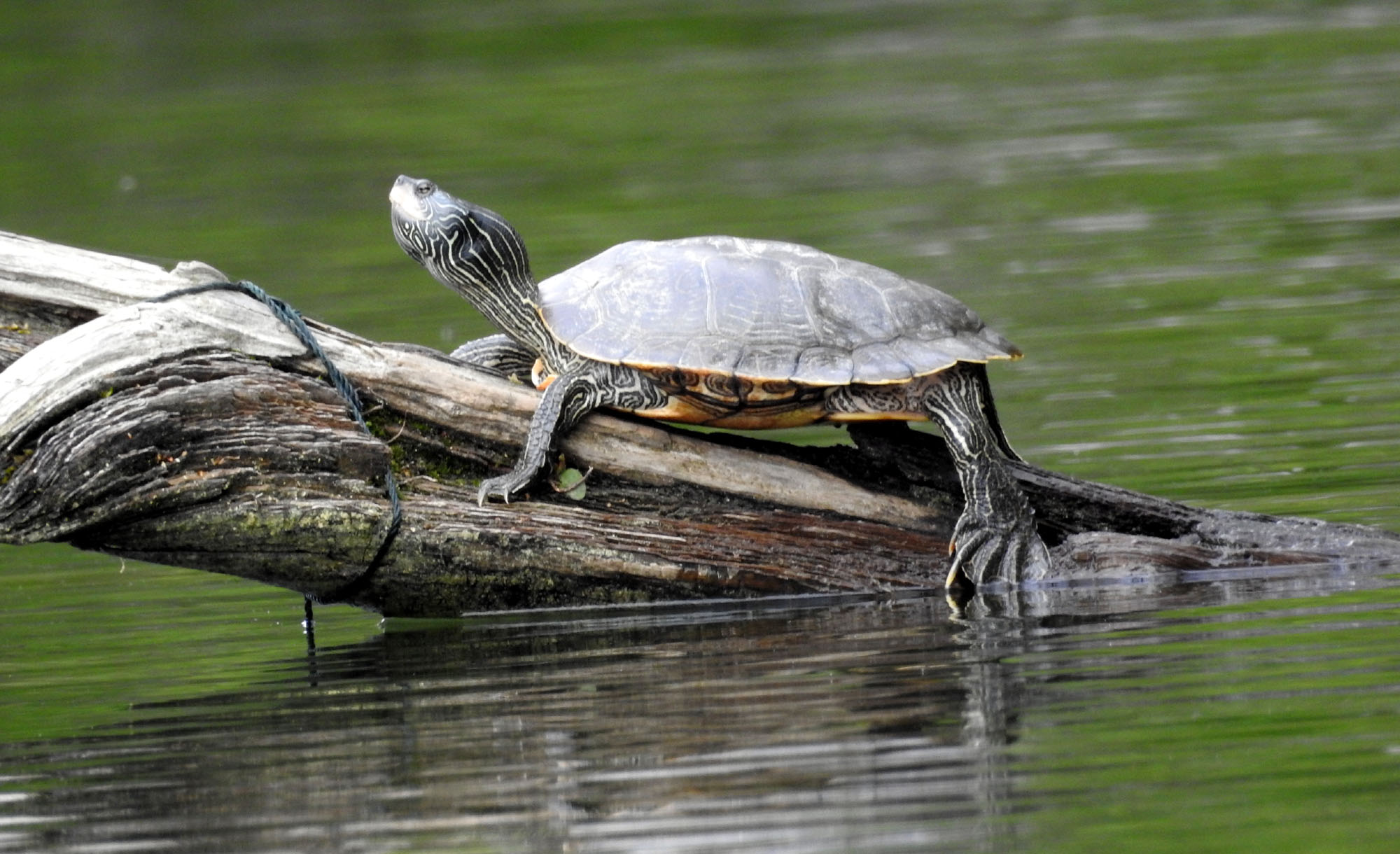 Graptemys.com – A website dedicated to the natural history, status and ...